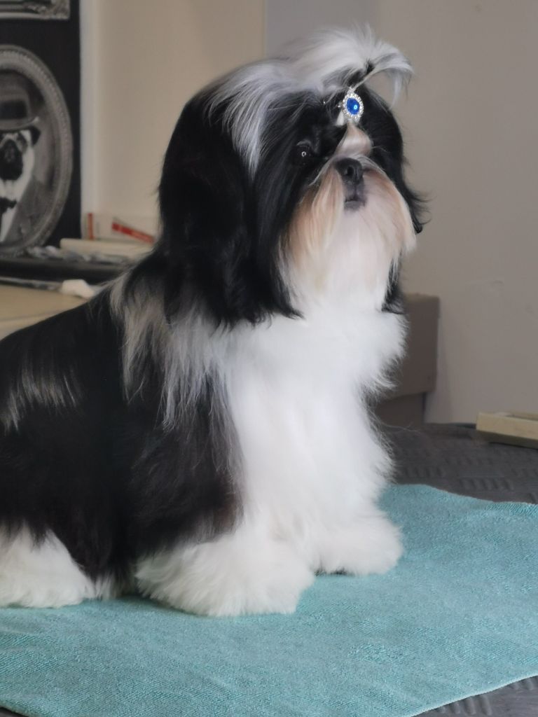 Accueil - Elevage Des Ecrins De Joy - Eleveur de chiens de race Shih Tzu